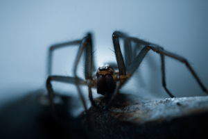 Spider Season, Fire Season - Nightmare Magazine